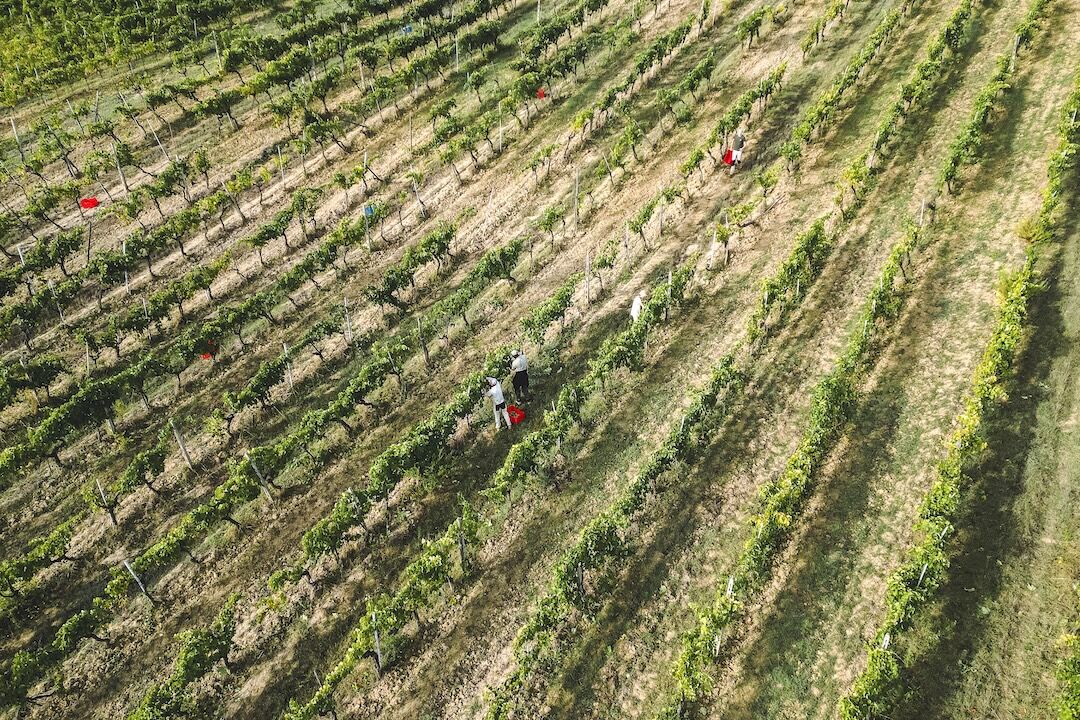 From Vineyard to Glass: The Artisanal Wines of Belvedere 1 from One ...